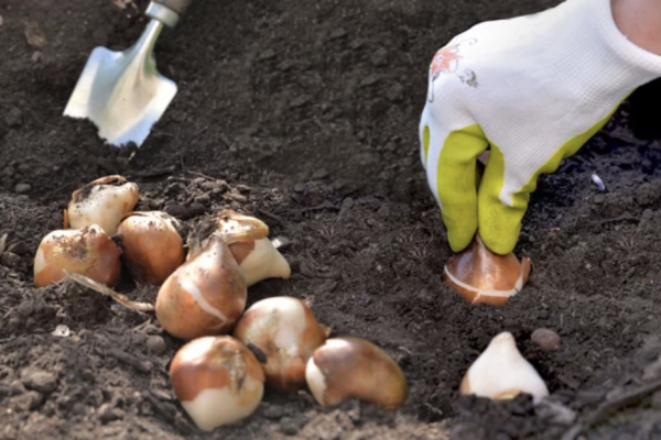 Bulb Planting Guide – MacDonalds Nursery
